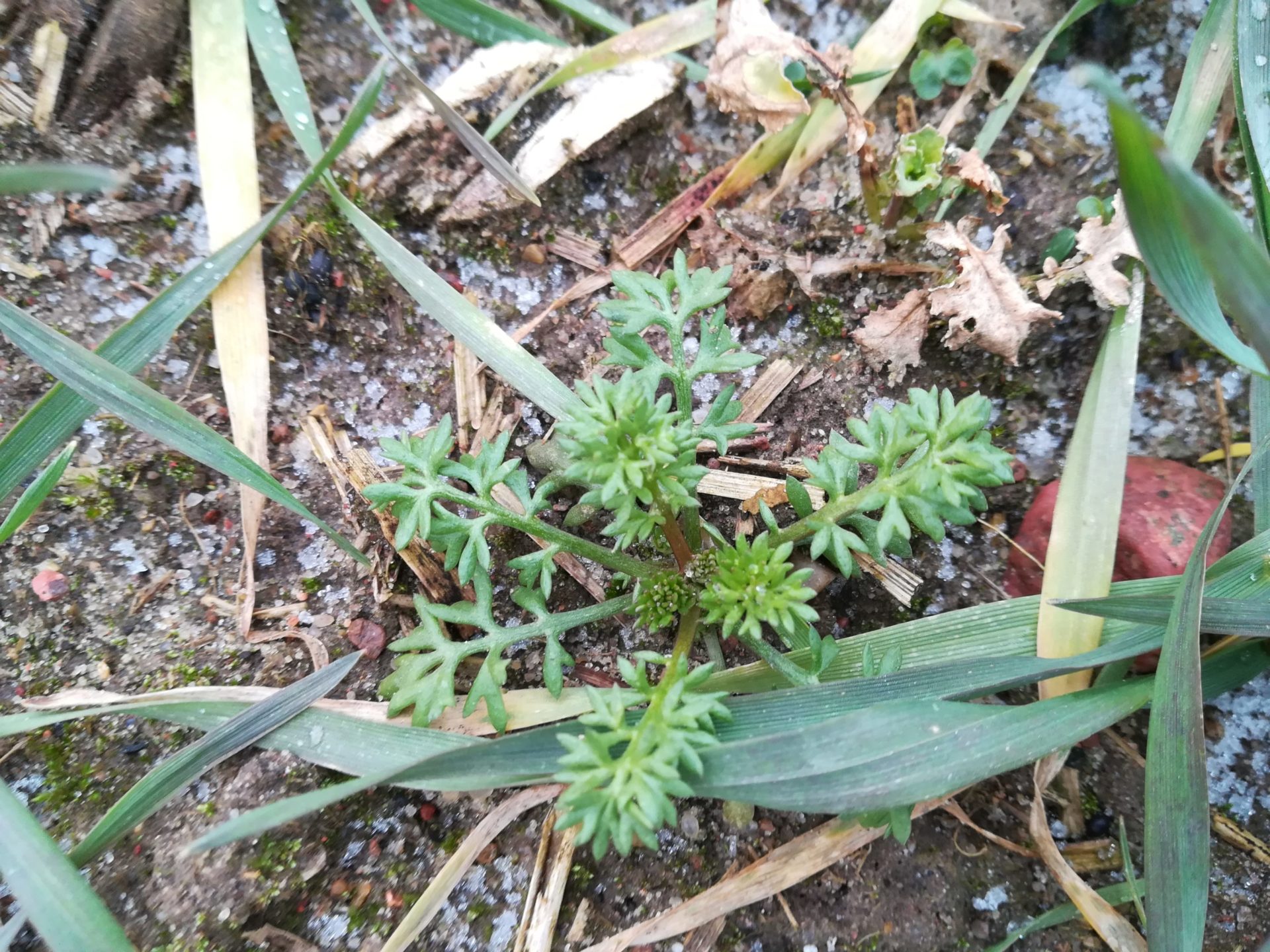 Maruna nadmorska - wybieram INNVIGO