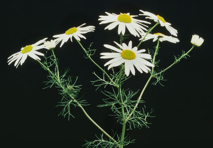 Rumian polny - wybieram INNVIGO