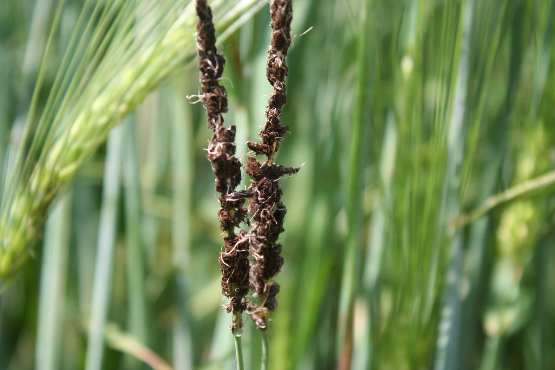 Głownia pyląca - jaki oprysk zastosować?