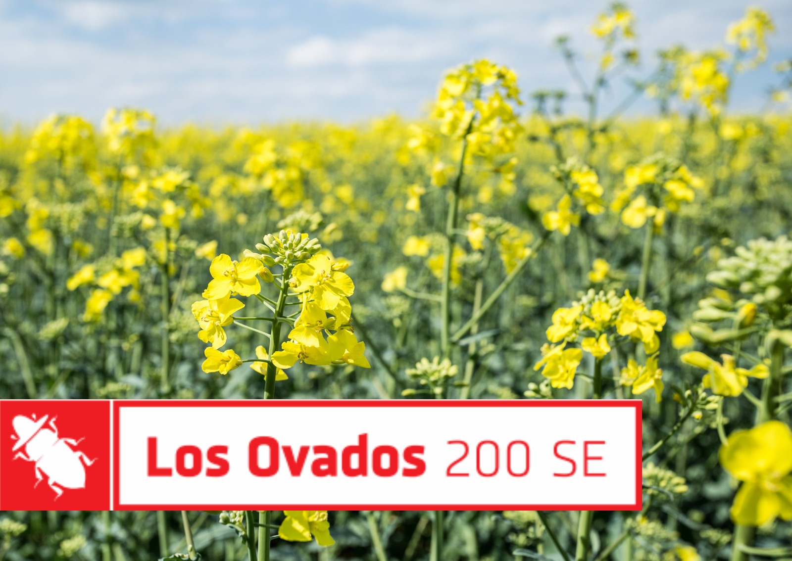 Insektycyd Los Ovados 200 SE - wybieram INNVIGO