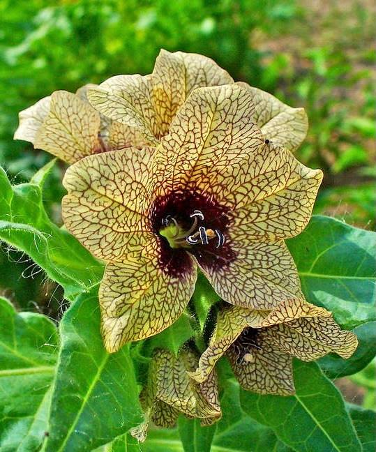 Lulek czarny - wybieram INNVIGO