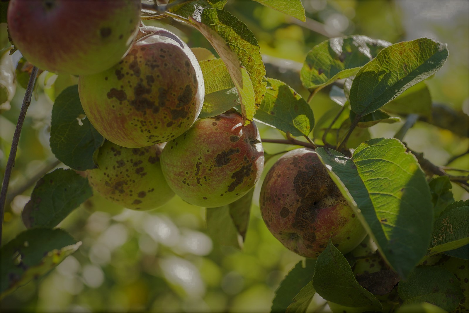 Parch jabłoni - jaki oprysk zastosować?
