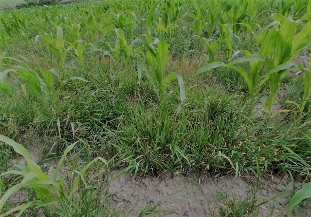 Perz właściwy - wybieram INNVIGO