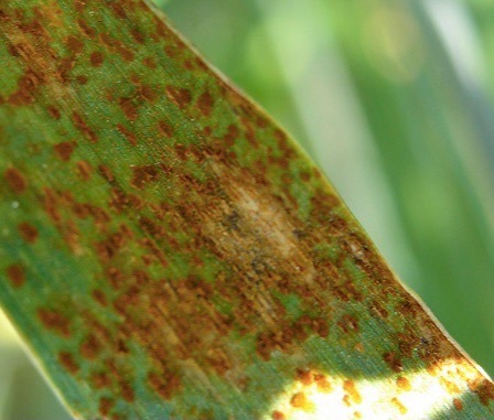 Rdza brunatna pszenicy - jaki oprysk zastosować?